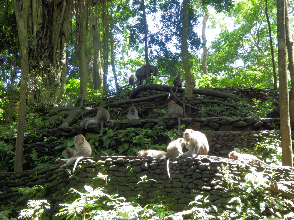 Seminyak to Ubud Monkey Forest – Seminyak Tour Driver Bali – Authorized ...