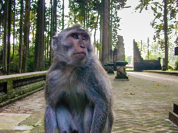 Seminyak to Sangeh Monkey Forest – Seminyak Tour Driver Bali ...